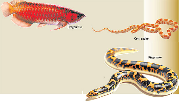 Bangkok Post - Amazing underwater world