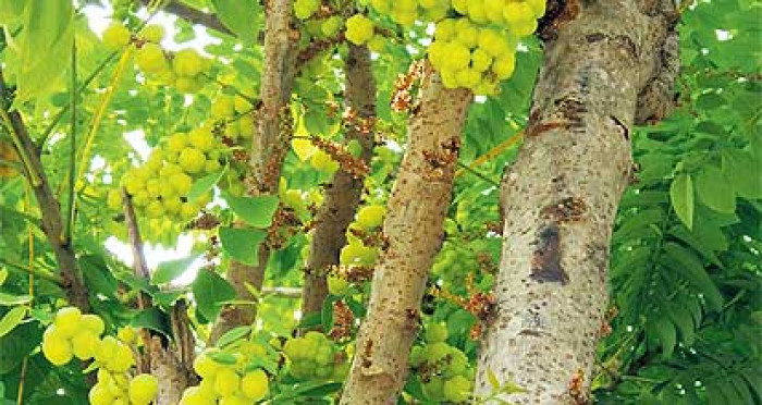 Enjoy the fruits of your labour