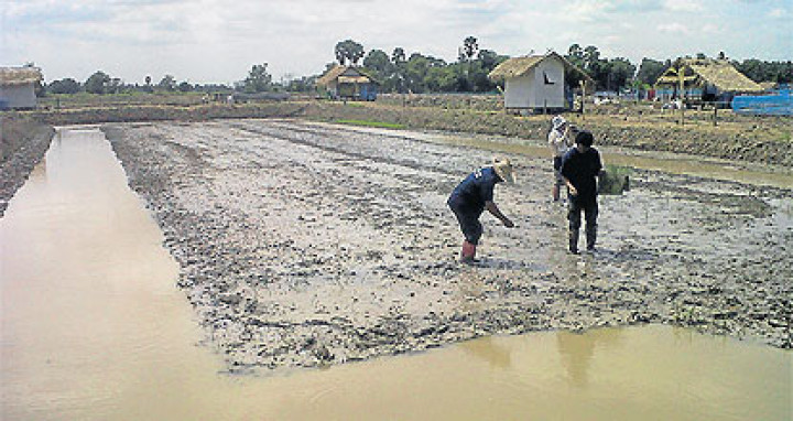 Bangkok Post - Farming 101