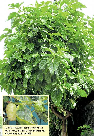 Bangkok Post - Plant and prosper _ right from the ground up