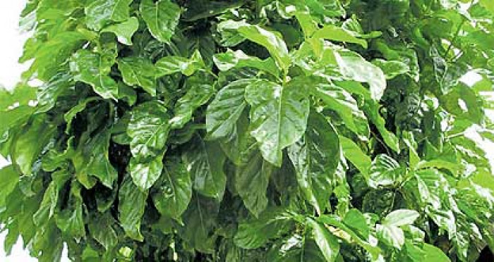 Plant and prosper _ right from the ground up