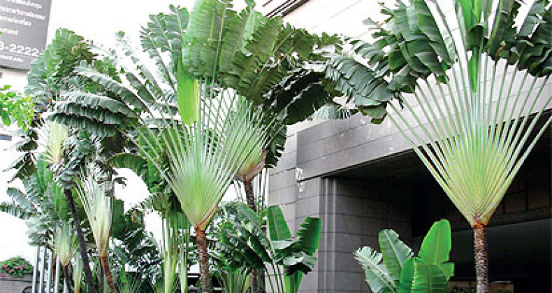 Learn to read into traveller's palms