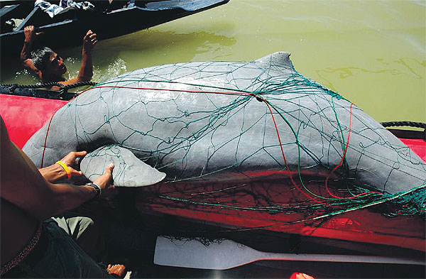 Bangkok Post - Sink or swim: Irrawaddy dolphins 'on the brink' in South