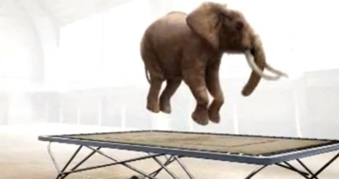 Elephant gymnast Bangkok Post Learning - Learn English from News