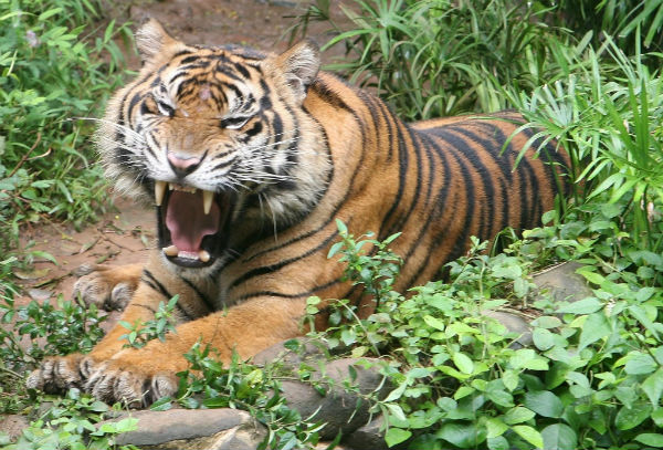 Bangkok Post - Sumatran tigers flourishing: WWF