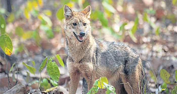 Asian wildlife through the lens