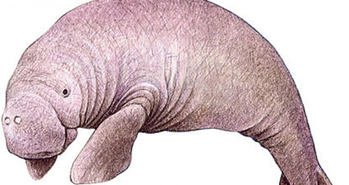 Sea cows to the slaughter