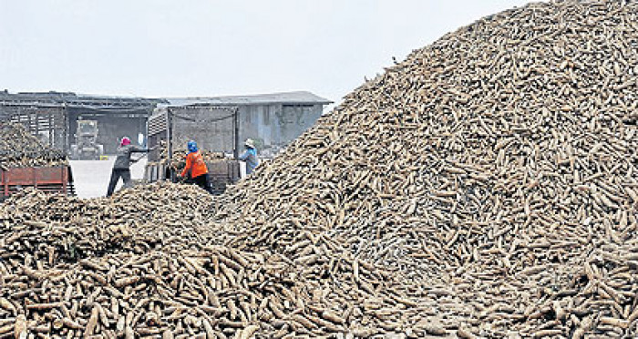 Bangkok Post - Government scales back cassava pledging scheme