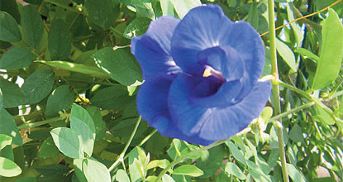 These trees are simply to dye for