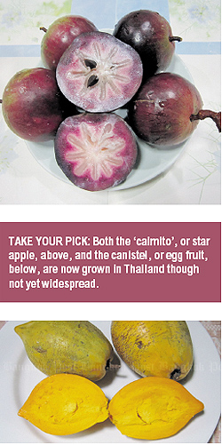 Bangkok Post - Fruit migration brings sweet joy to the world
