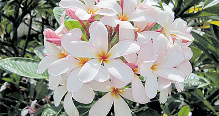 What's the secret to a great garden? Understanding plants needs