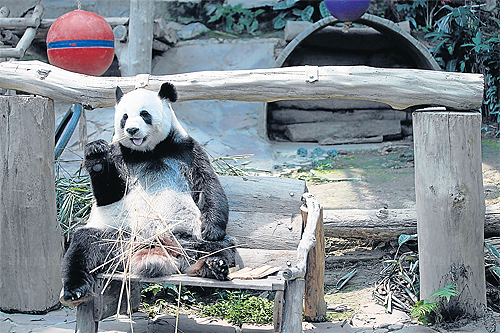 Bangkok Post - Lin Ping signed to new contract