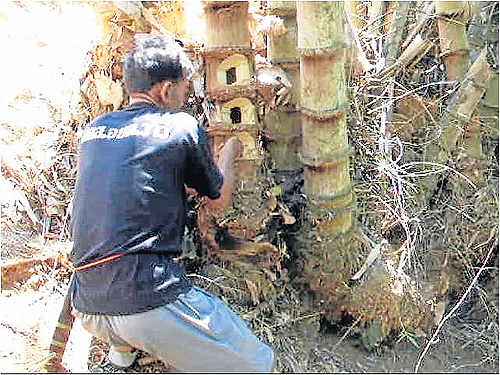 Bangkok Post - Finding sustainable ways to harvest insects