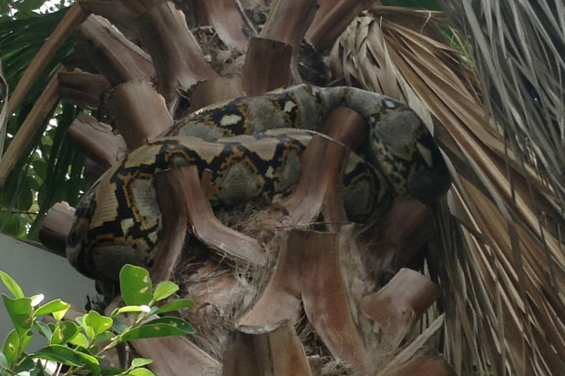 Bangkok Post - Snake in parliament 'good omen'