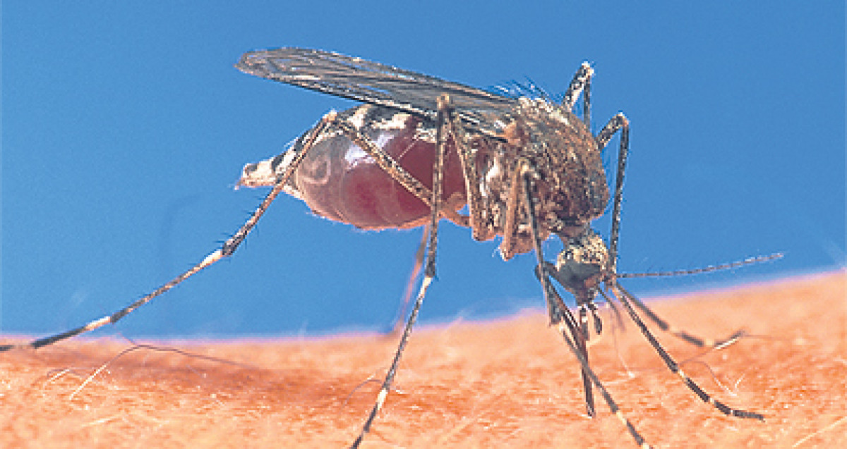 Bangkok Post - Decoding dengue