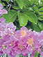 Bangkok Post - A primer on lagerstroemia, All you've ever wanted to know