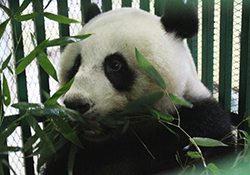 Bangkok Post - Panda Lin Ping back to mate