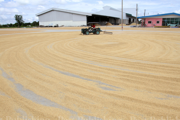 Bangkok Post - Thai rice hoard expanding global glut