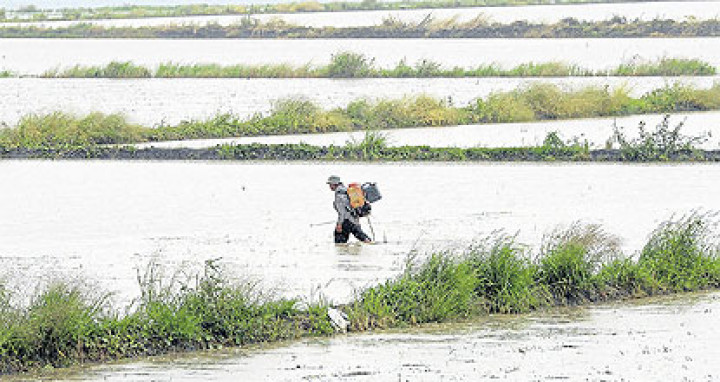 Bangkok Post - USDA: Thailand to set record rice stockpile