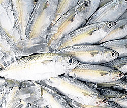 Bangkok Post - Mackerel Festival in Samut Sakhon