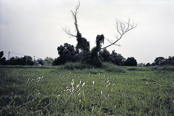 Bangkok Post - Looking Awry