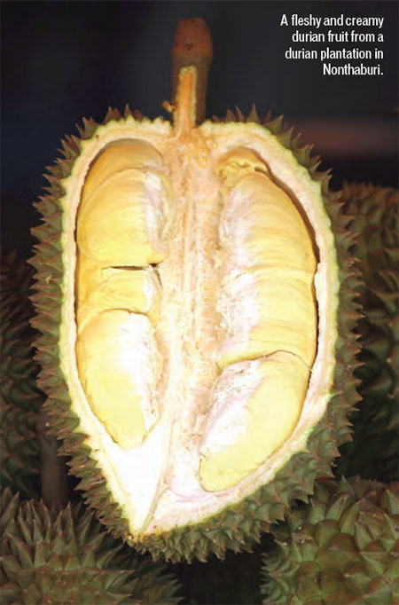 Bangkok Post - Twilight fruits