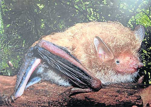 Asian Bat Species