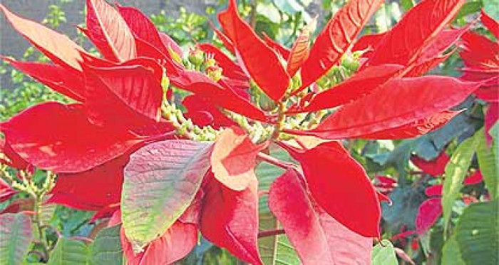 Euphorbia leads to euphoria