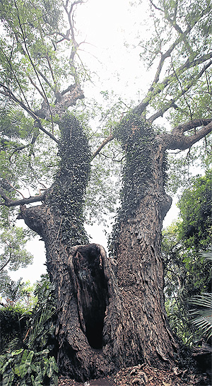 Bangkok Post - Battle to save the 'big trees'