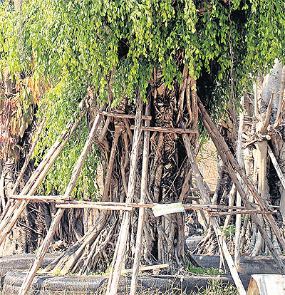 Bangkok Post - The roots of success