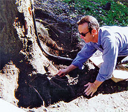 Bangkok Post - Tree foundations vs building foundations