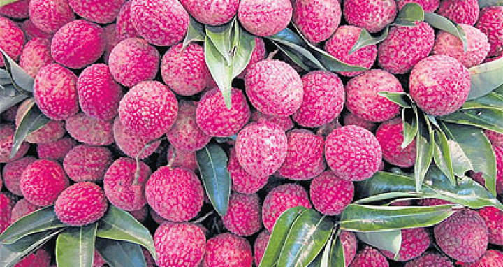Mystery fruit UNMASKED