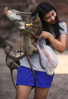 Bangkok Post - Monkeys cause havoc, communities suffer