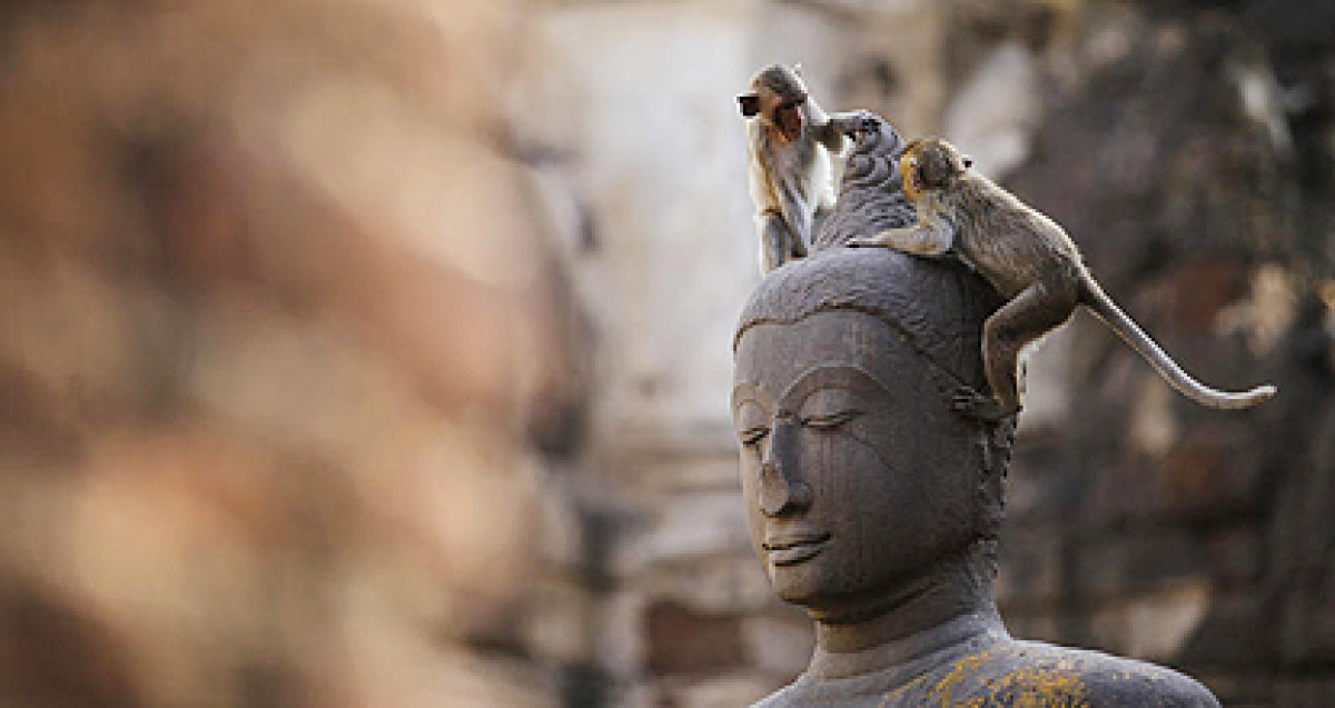 Bangkok Post - Monkeys cause havoc, communities suffer