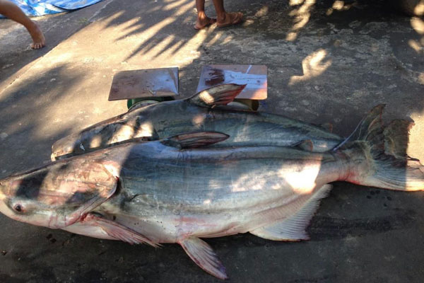 Bangkok Post - Egat sets off fish frenzy in Ubon