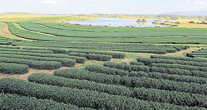 Bangkok Post - Maruzen to feed Thai yen for matcha tea products