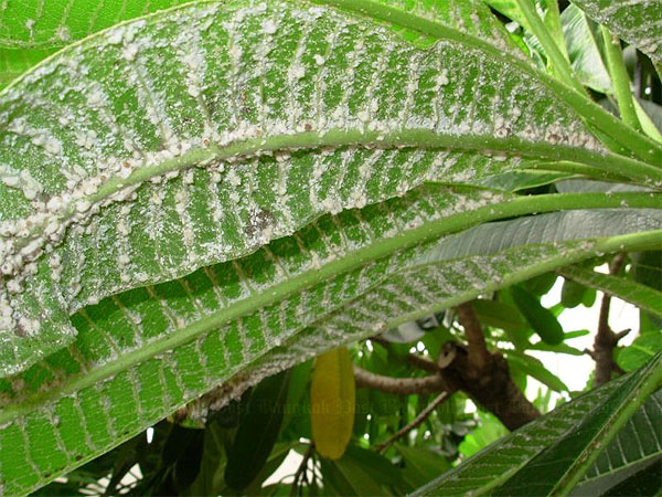 Bangkok Post - The bugs that make a meal of the garden