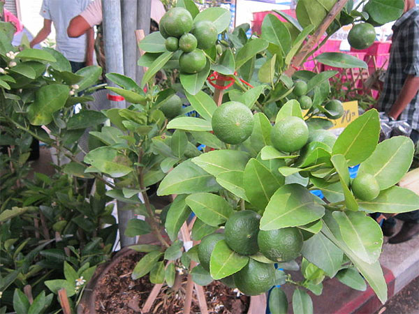 Bangkok Post - Sweet tips for sour trees