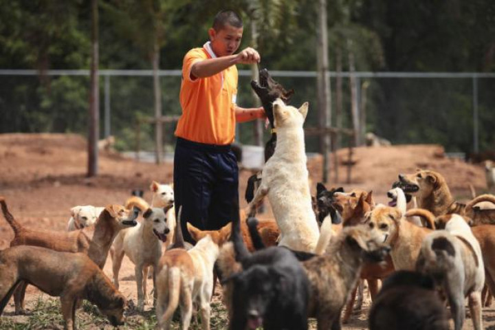 Bangkok Post - Navy shows soft spot for strays