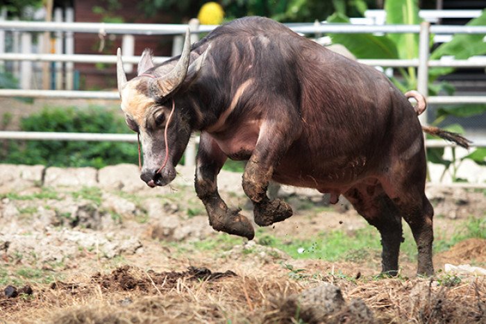 Bangkok Post - World's first cloned swamp buffalo introduced