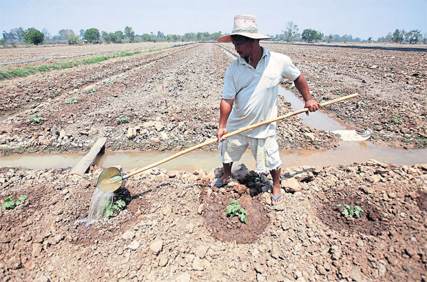 Bangkok Post - Farmers turn to arid crops to survive