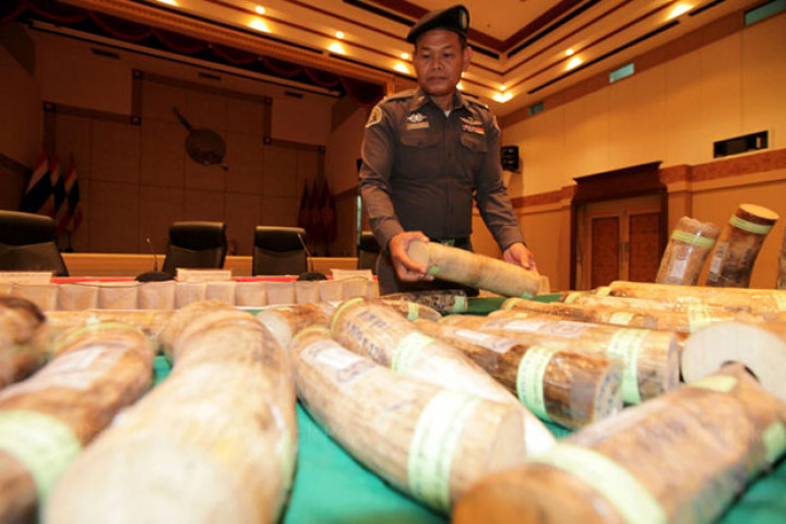Bangkok Post - Malaysian, Thai arrested for ivory smuggling