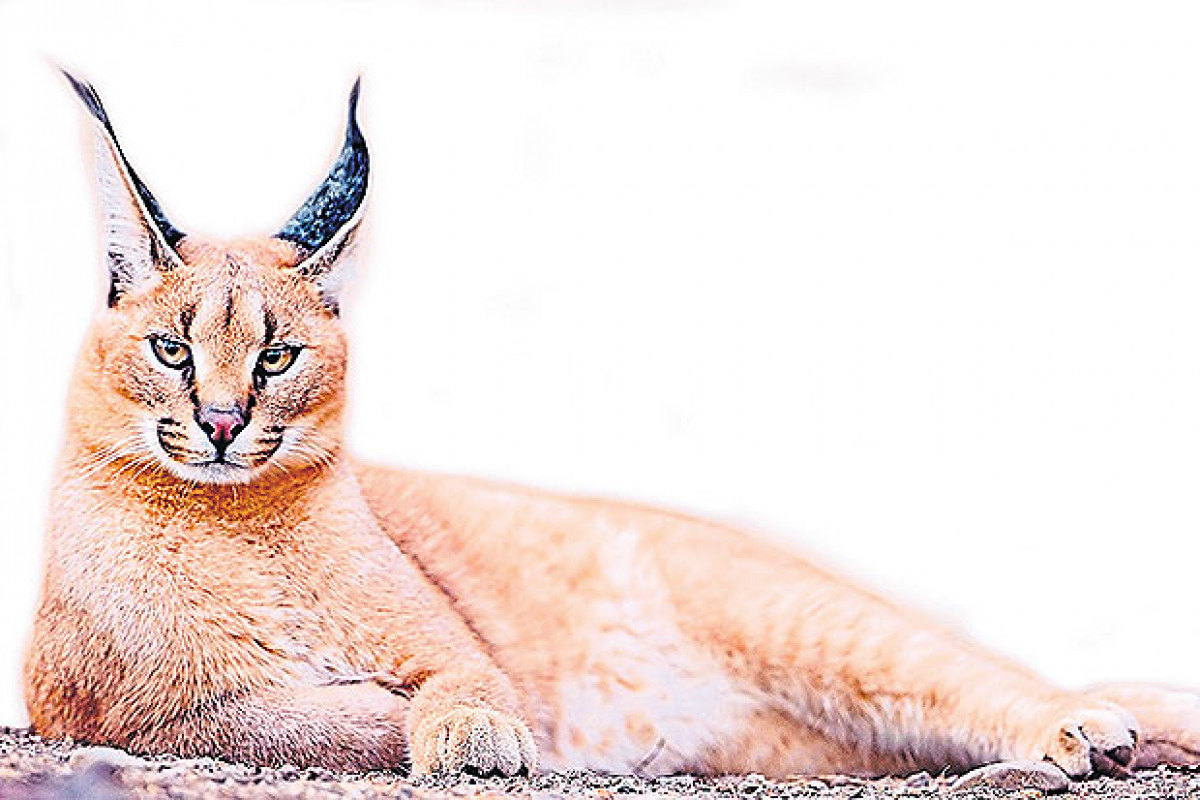 Bangkok Post - Creature comforts at Seacon Square