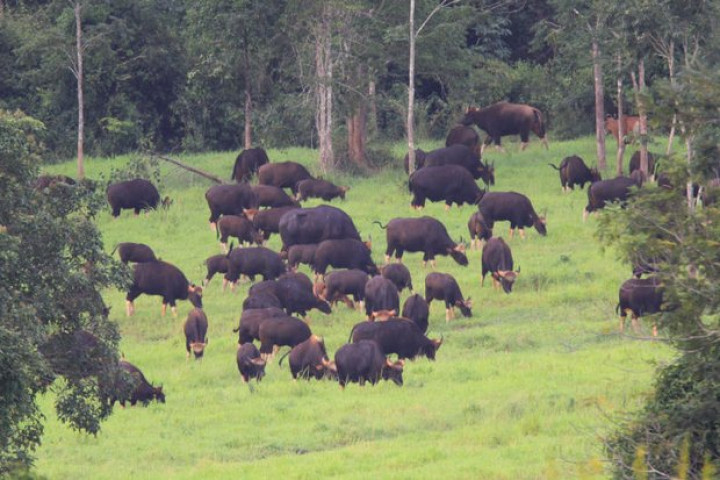 Bangkok Post - 15-year-old gaur found shot dead