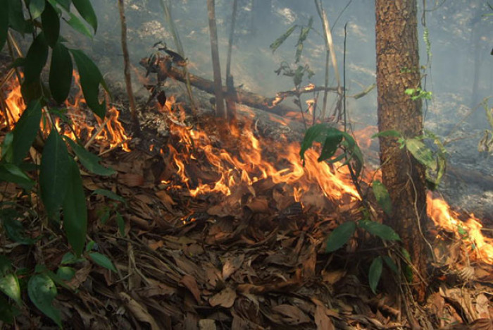 Bangkok Post - Swamp forest at risk of fire