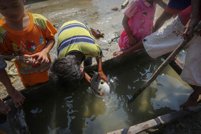 Bangkok Post - Elderly woman, son in coma after eating puffer fish