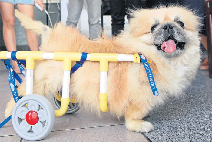 Bangkok Post - Wheelchairs give disabled pets a fresh start
