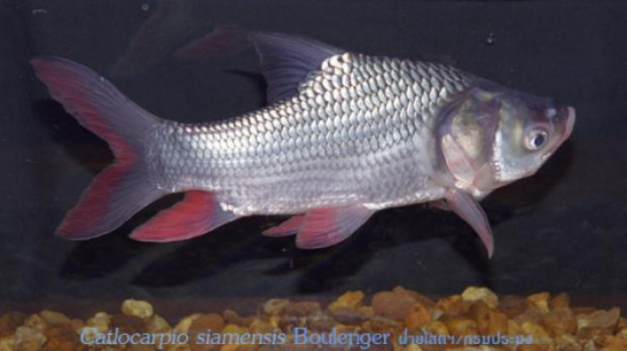 Bangkok Post - Siamese giant carp chosen as Bangkok 'symbolic fish'