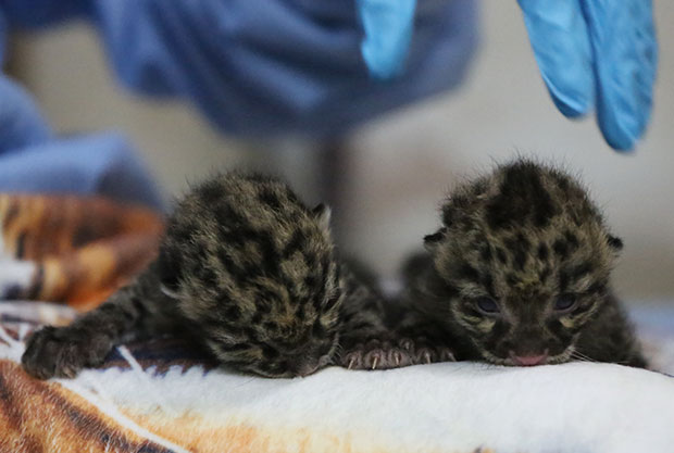 Bangkok Post - Unique clouded leopard cubs make debut