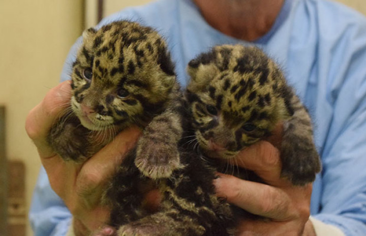 Bangkok Post - Unique clouded leopard cubs make debut
